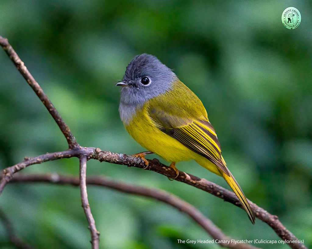 Grey-headed Canary-Flycatcher from The Nilgiris, IN-AP, IN on November ...