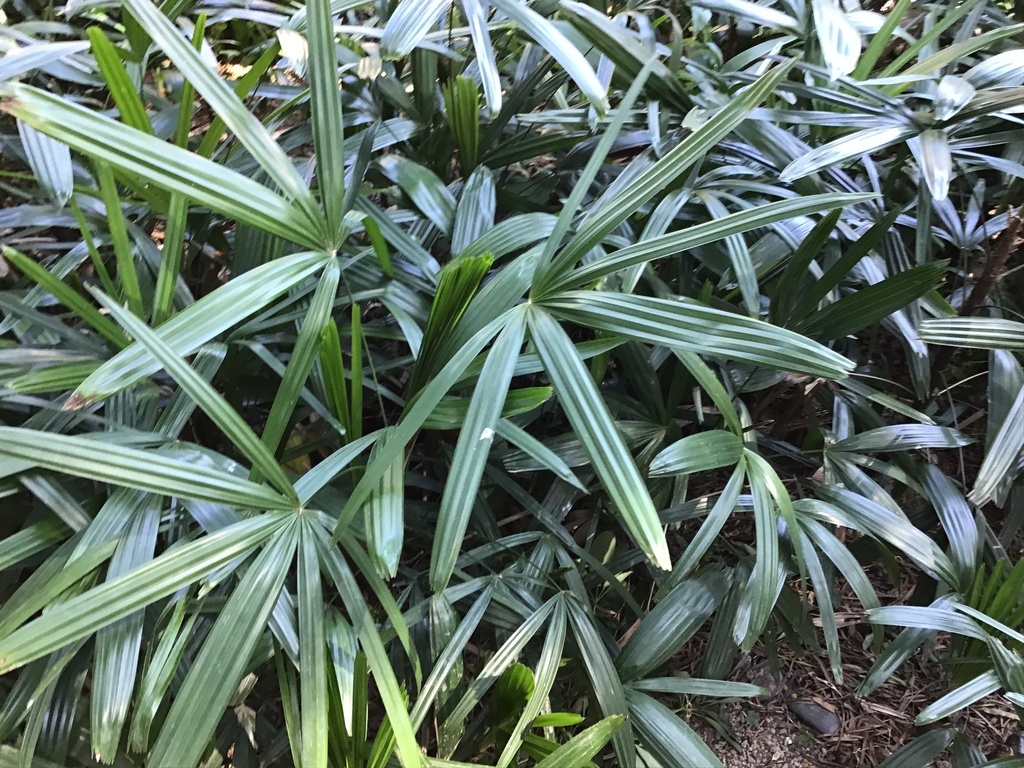 Little Lady Palm from 樂蓮徑, 火炭, 新界, HK on November 9, 2021 at 11:11 AM ...