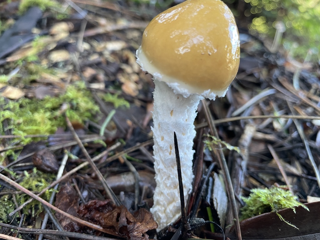 Questionable Stropharia in November 2021 by rmfperkins · iNaturalist