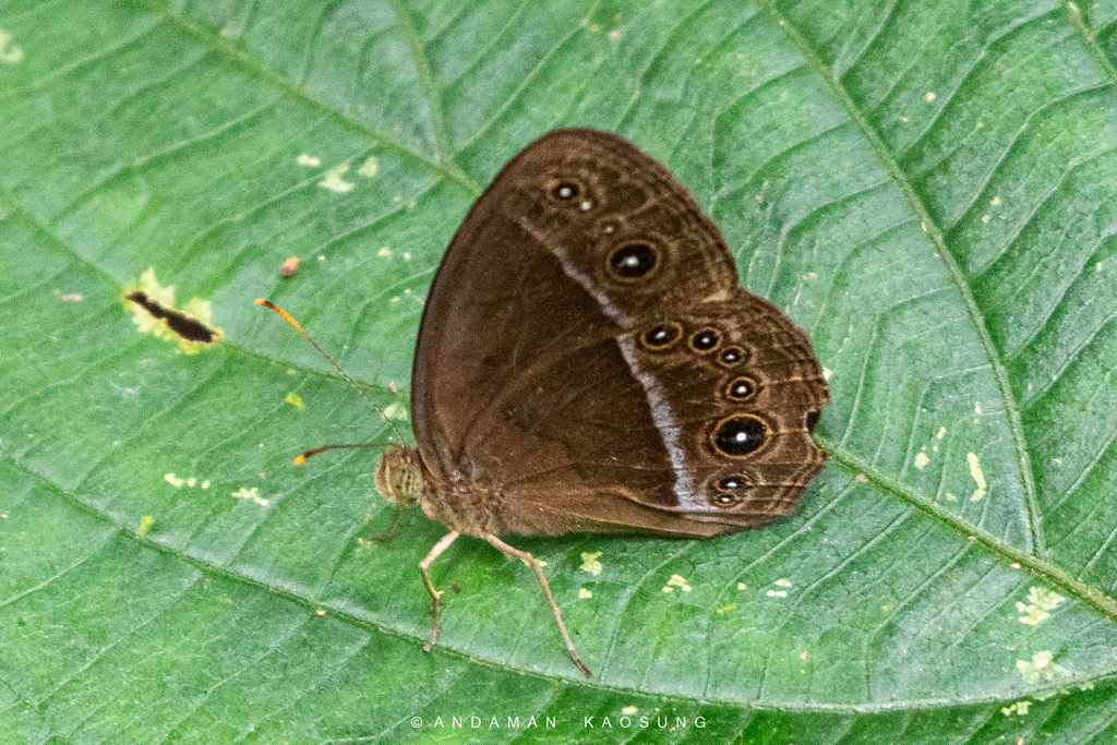 Red Bushbrown from ตำบล ห้วยแม่เพรียง อำเภอแก่งกระจาน เพชรบุรี 76170 ...