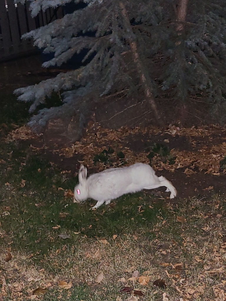 White-tailed Jackrabbit from Edmonton, AB T6E 2M9, Canada on November ...