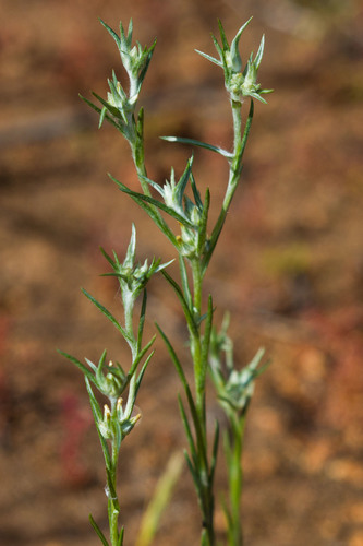 Daggerleaf cottonrose (Logfia gallica)