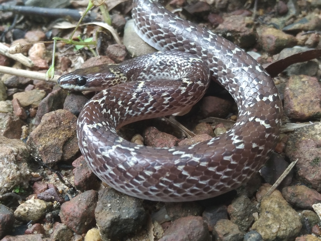Common Wolf Snake from Ko Phayam, Mueang Ranong District, Ranong ...