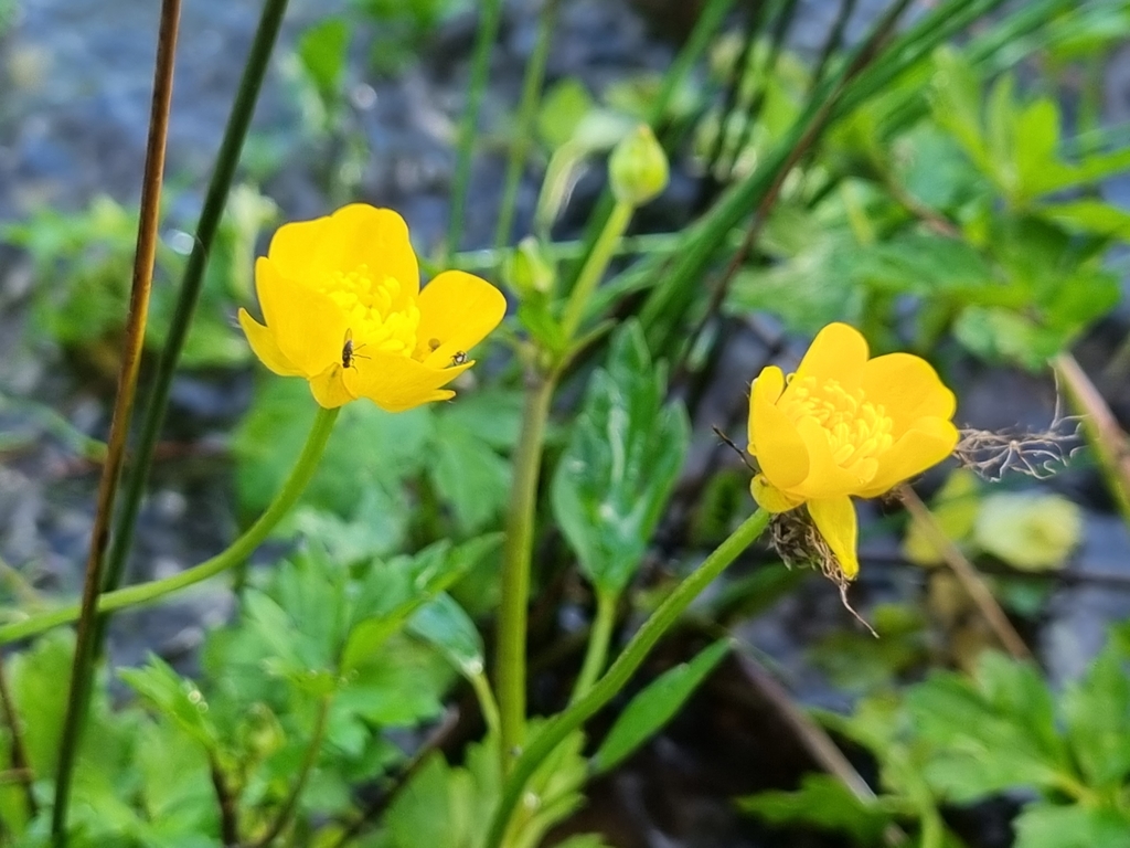 Creeping buttercup from Dark Corner NSW 2795, Australia on November 9 ...
