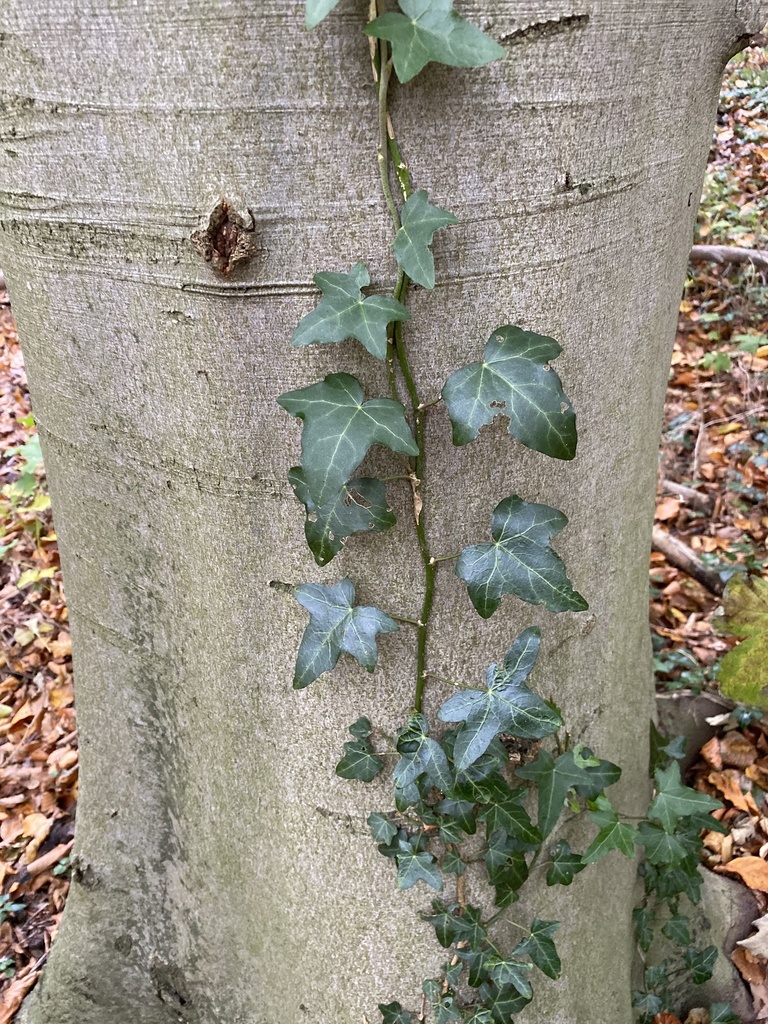common ivy from Haagsche Bos, The Hague, South Holland, NL on November ...