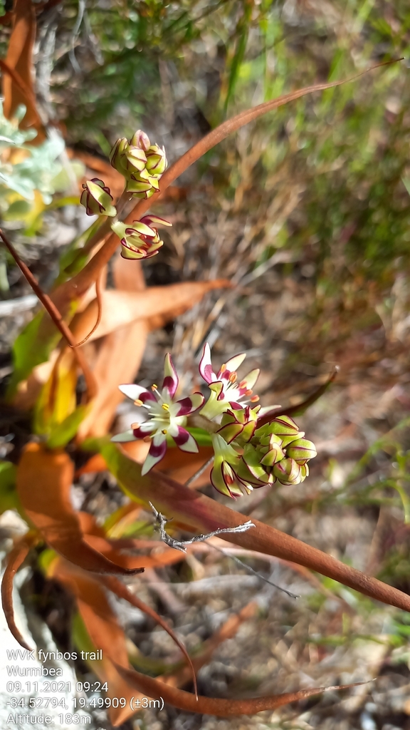 Wurmbea variabilis from Overstrand Local Municipality, South Africa on ...