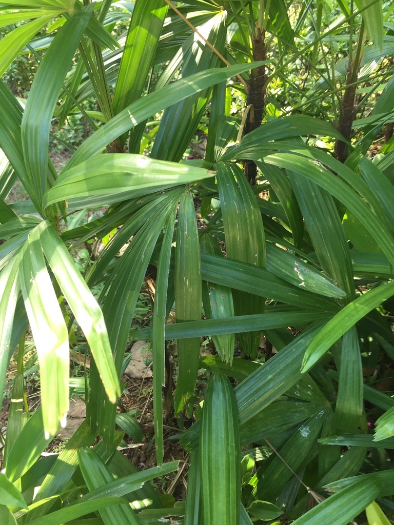 Little Lady Palm from Hong Kong Island, Sai Wan Ho, HK on November 9 ...