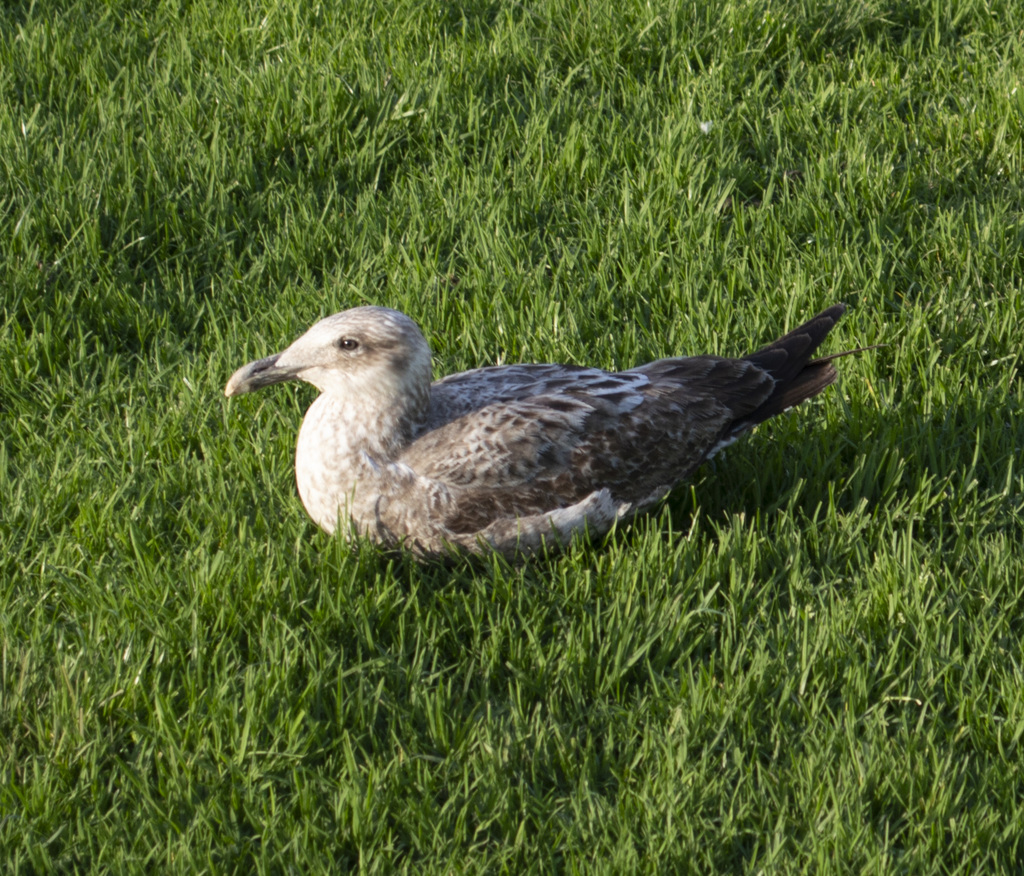 Southern Black-backed Gull from Auckland, New Zealand on October 31, 2021 at 05:41 PM by Alex ...
