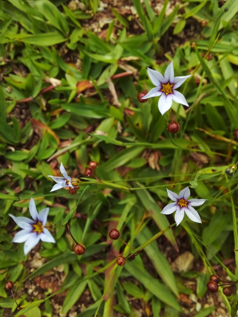 Blue Pigroot from Bateias on November 2, 2021 at 01:50 PM by Giuliano ...