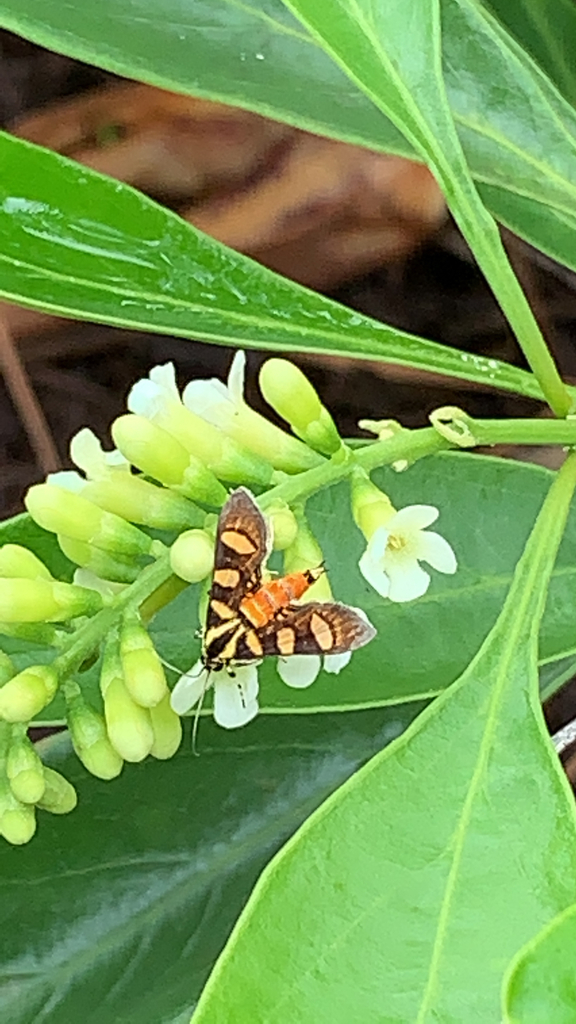 Orange-spotted Flower Moth from Jupiter on November 09, 2021 at 09:45 ...