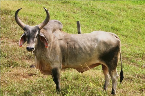 Indicine Cattle (Subspecies Bos taurus indicus) · iNaturalist