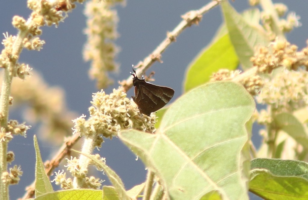 Brevianta hyas from Candelaria Loxicha, Oax., México on August 14, 2021 ...
