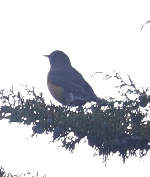 American Robin from Miguel Hidalgo y Costilla, PUE, MX on November 06 ...