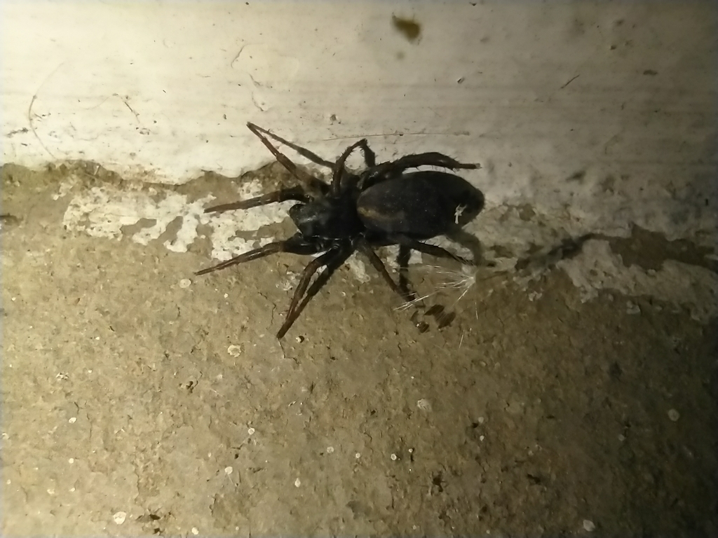 Cybaeodamus meridionalis from Cristo Rei, São Leopoldo - RS, Brazil on ...