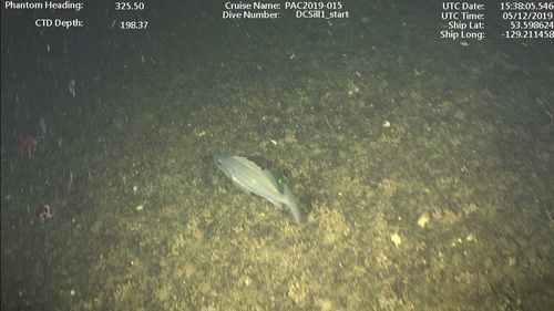 Silvergray Rockfish (RCA monitoring annotation species ID guide ...