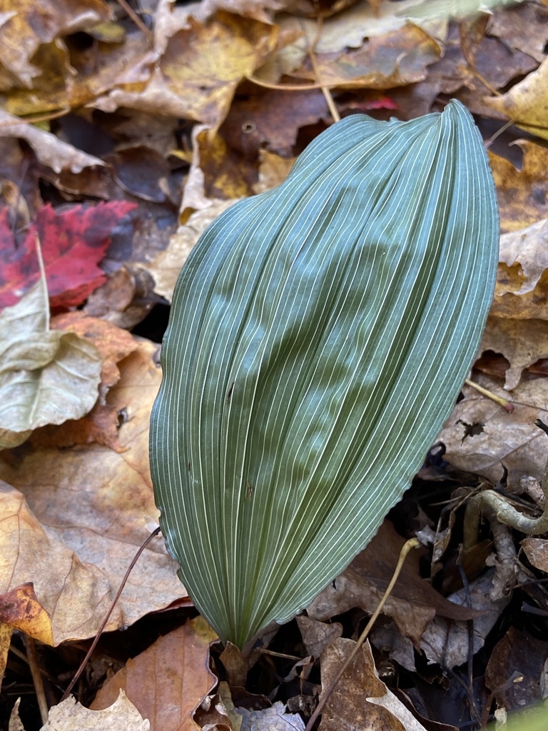 putty root in November 2021 by Steven Daniel · iNaturalist