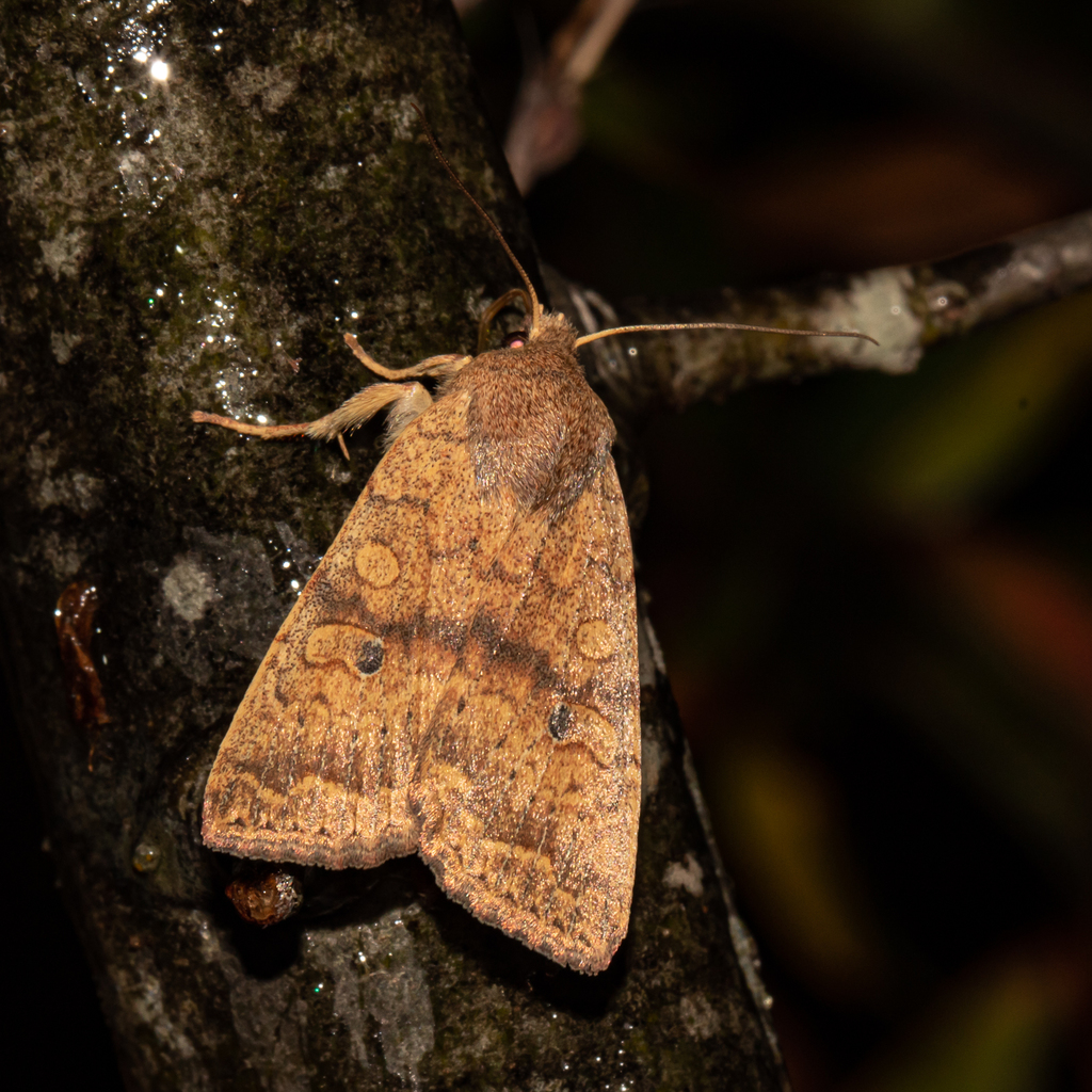 Bicolored Sallow from Patuxent Research Refuge, Anne Arundel, Maryland ...