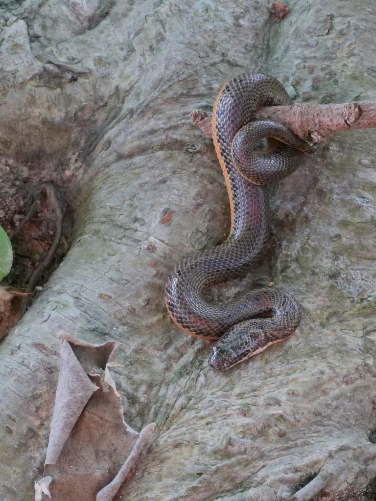 Chinese Water Snake from Tai Po on November 7, 2021 at 09:07 AM by ...