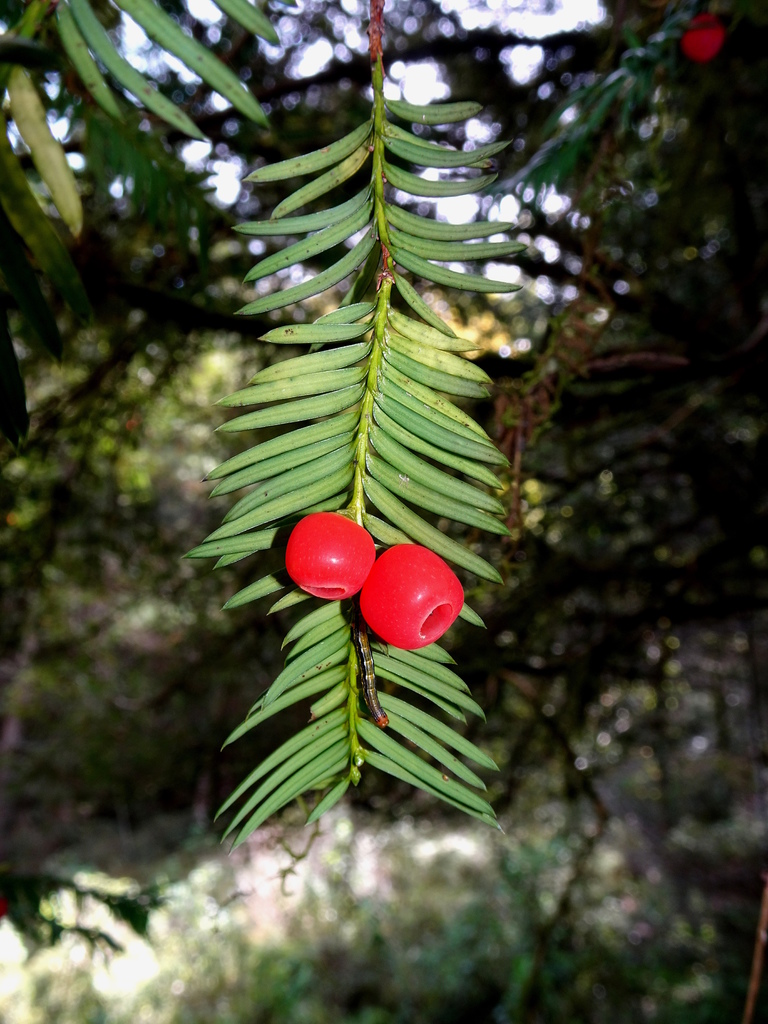 Mexican yew from Aramberri, N.L., México on October 24, 2021 at 12:27 ...