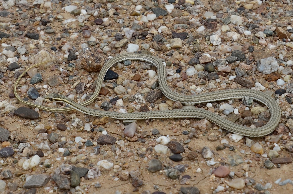 Steppe Ribbon Racer from Ömnögovi, MN on August 31, 2018 at 06:15 AM by ...