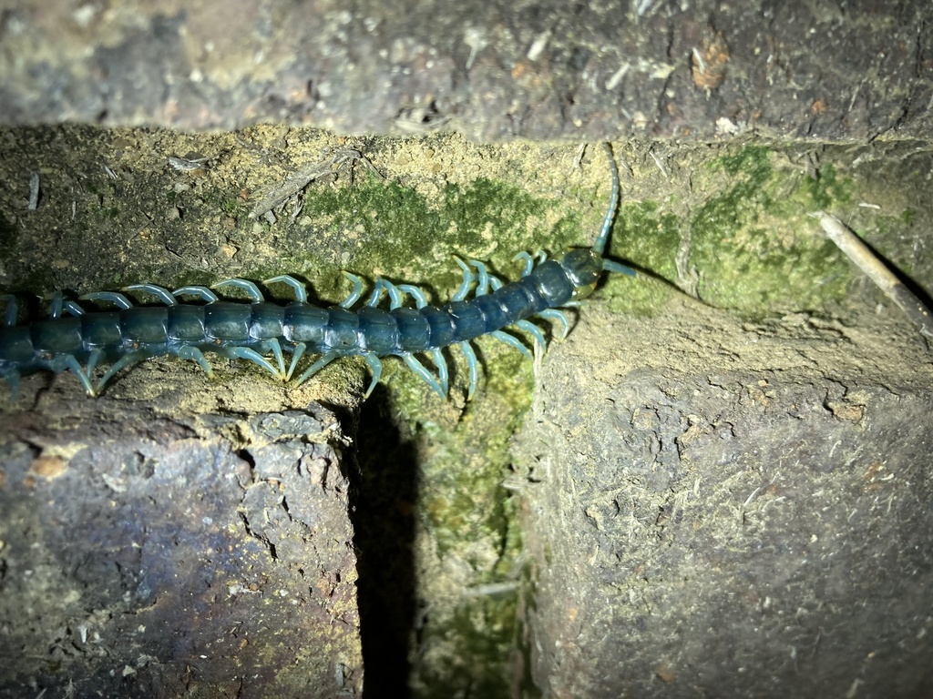 African Giant Centipede from Blouwildebees, Marloth Park, MP, ZA on ...