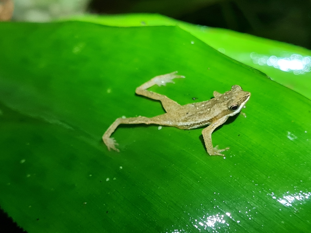 Lowland Tree Toad from Riviera de São Lourenço on November 09, 2021 at ...