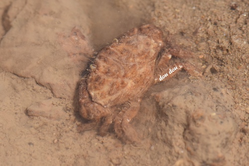 Macromedaeus distinguendus · iNaturalist