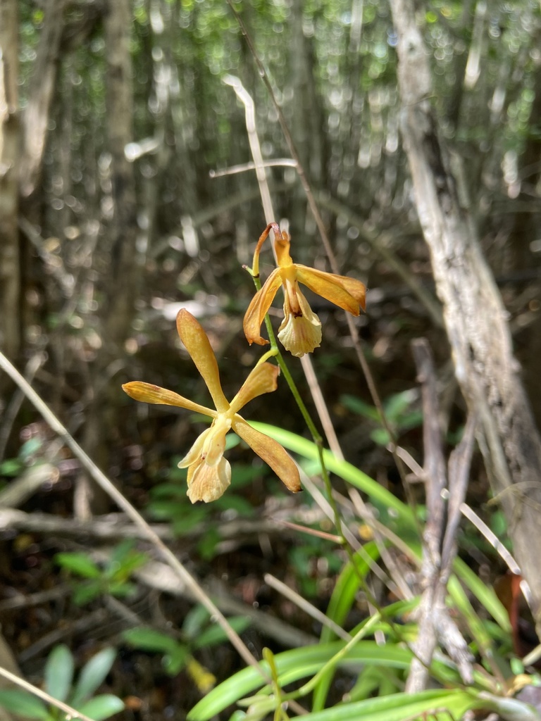 Florida butterfly orchid in August 2021 by localenvironmentalist ...