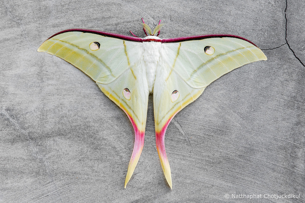 Indian Moon Moth Size