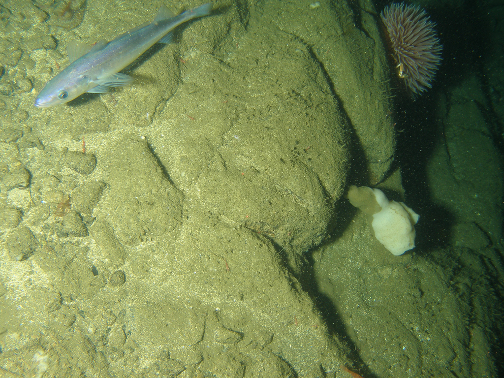 Pacific Hake (RCA monitoring annotation species ID guide) · iNaturalist