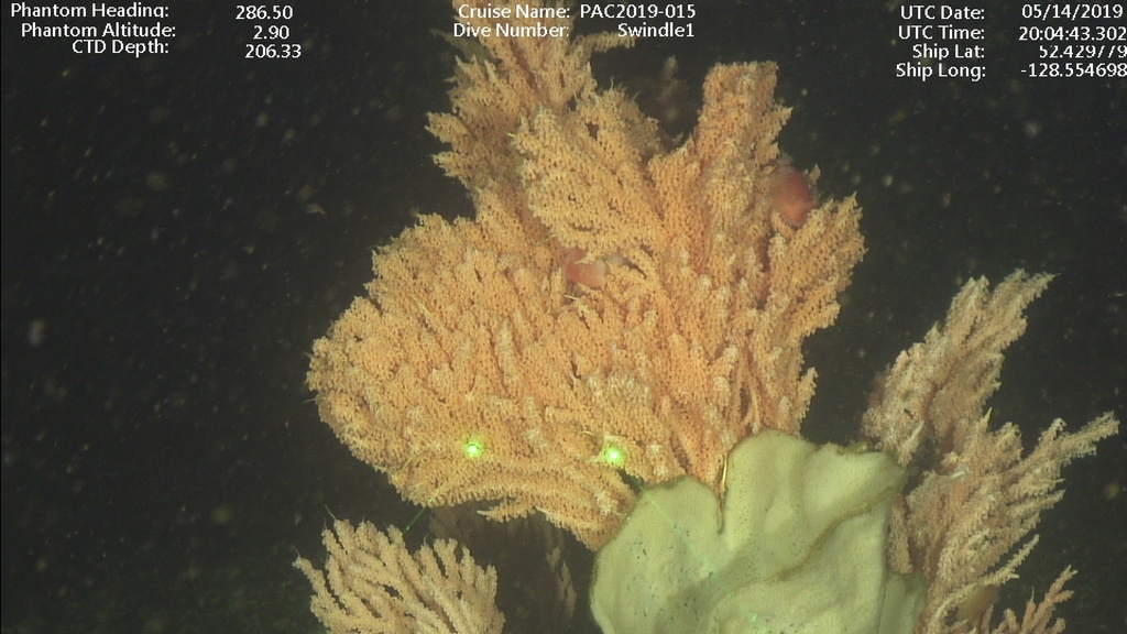 Pacific red tree coral (RCA monitoring annotation species ID guide ...