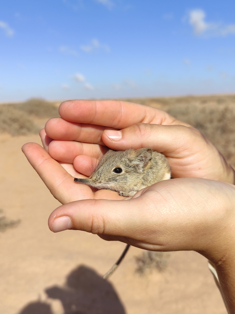 North African Sengi from Laayoune, Marrocos on October 28, 2021 at 10: ...