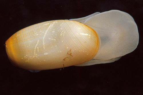 Observations by mcduck · iNaturalist