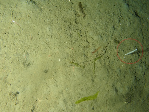 Other sea whips (RCA monitoring annotation species ID guide) · iNaturalist