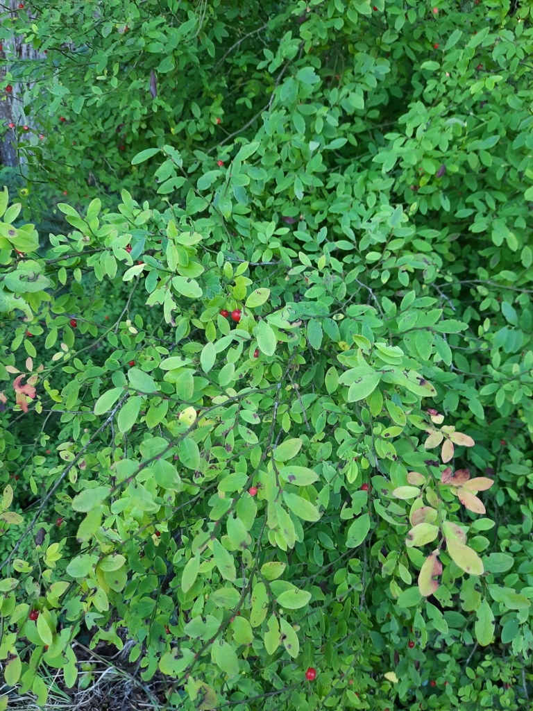 Red Huckleberry from Rt 20 Trailer Park Stop, California 95548, USA on ...