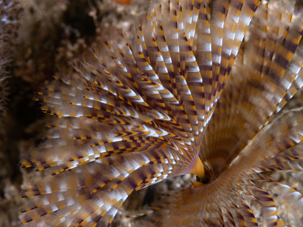 Mediterranean Fanworm from Bare Island, La Perouse, Sydney NSW ...