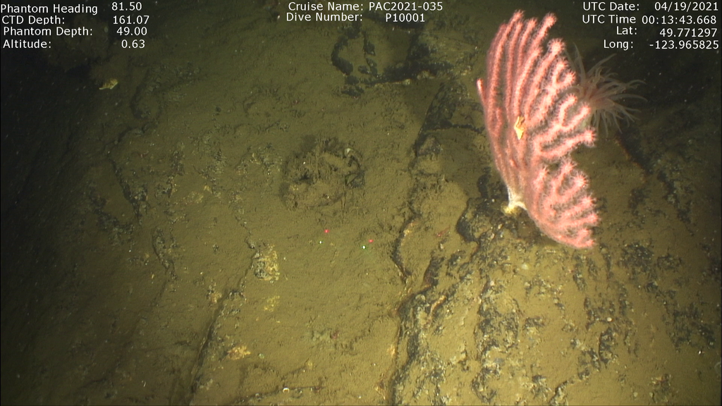 Bubble gum coral (RCA monitoring annotation species ID guide) · iNaturalist