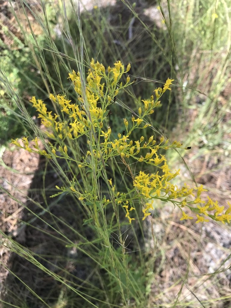Sweet Goldenrod from Carolina Sandhills National Wildlife Refuge ...