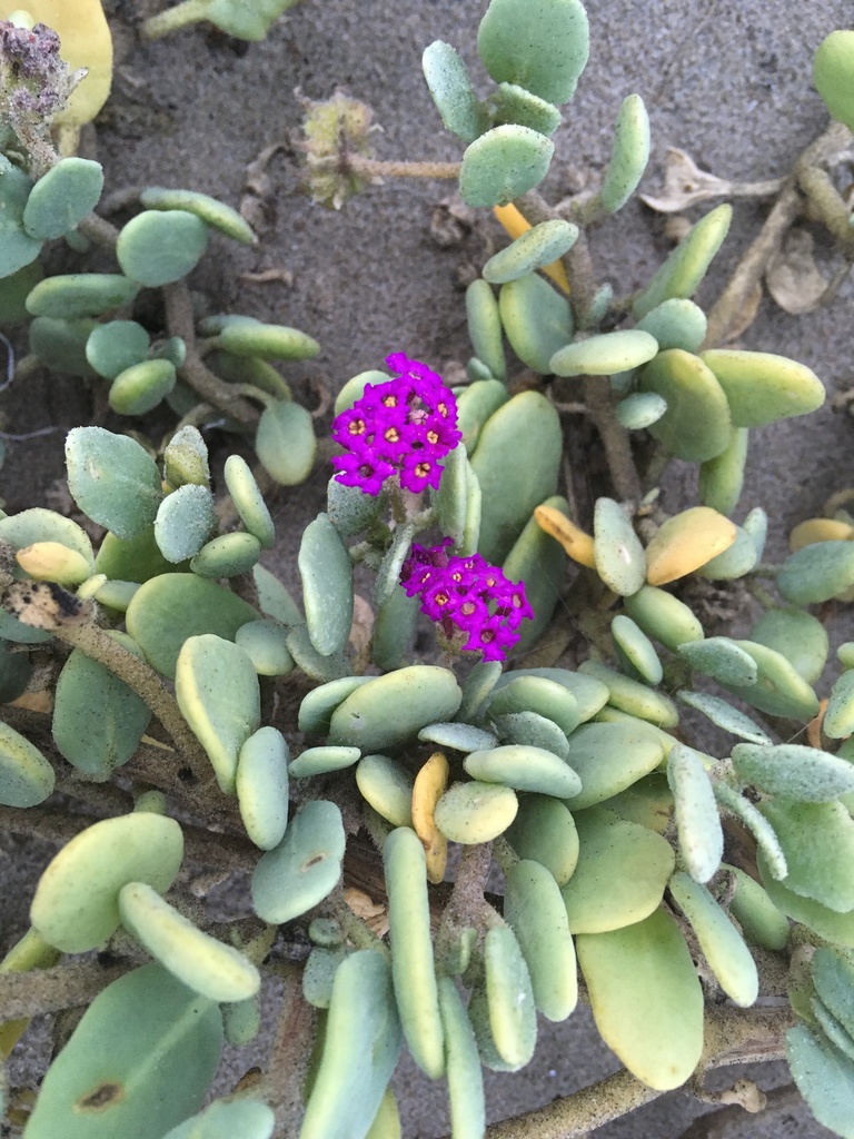 red sand-verbena in November 2021 by Mark Brunschwiler · iNaturalist