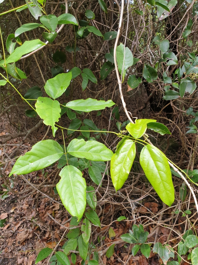 Burny Bean from Cabarita Beach NSW 2488, Australia on November 11, 2021 ...