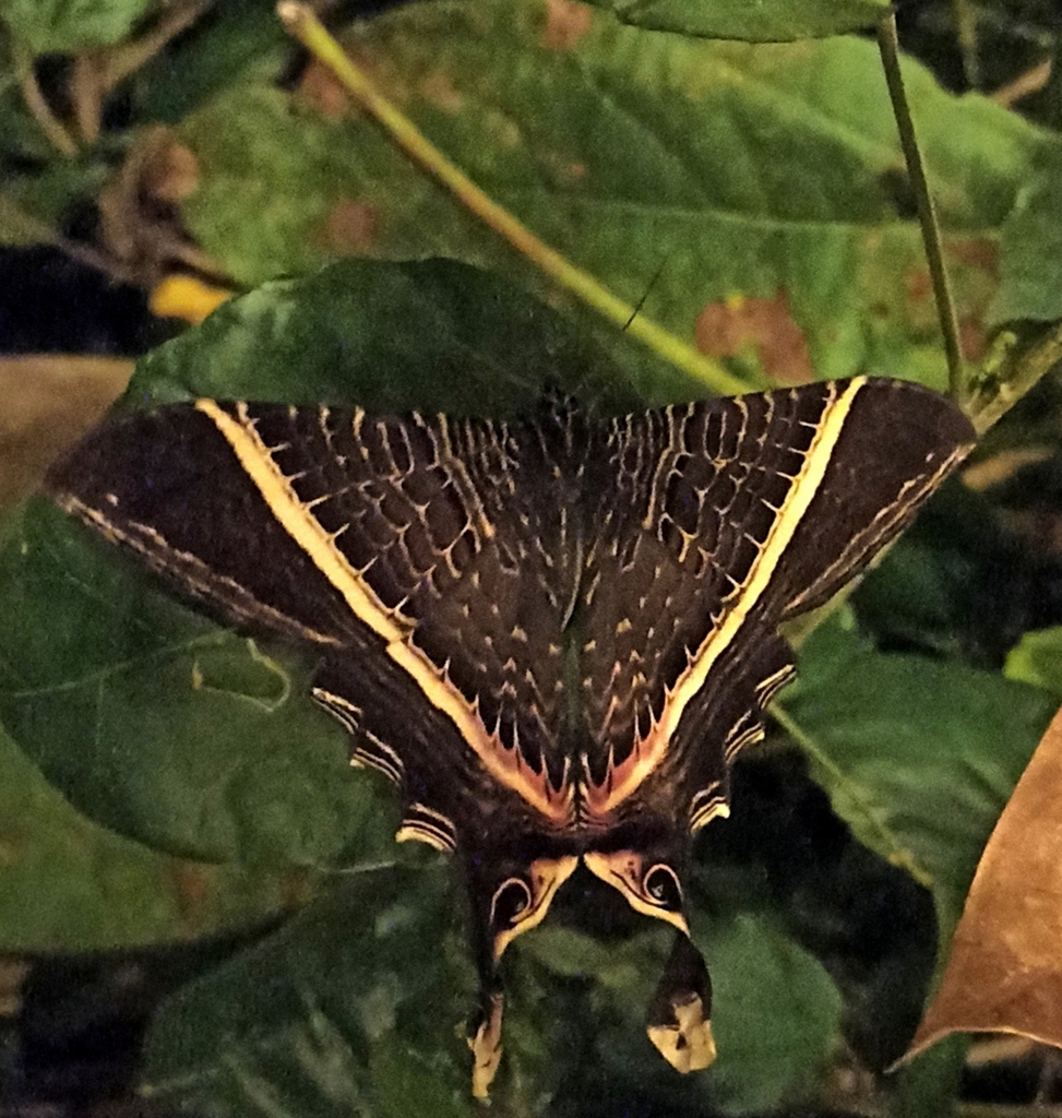 Sematuridae from C.p Aguas Claras, 22865, Perú on November 10, 2021 at ...