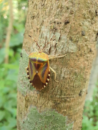 Mattiphus hians · iNaturalist