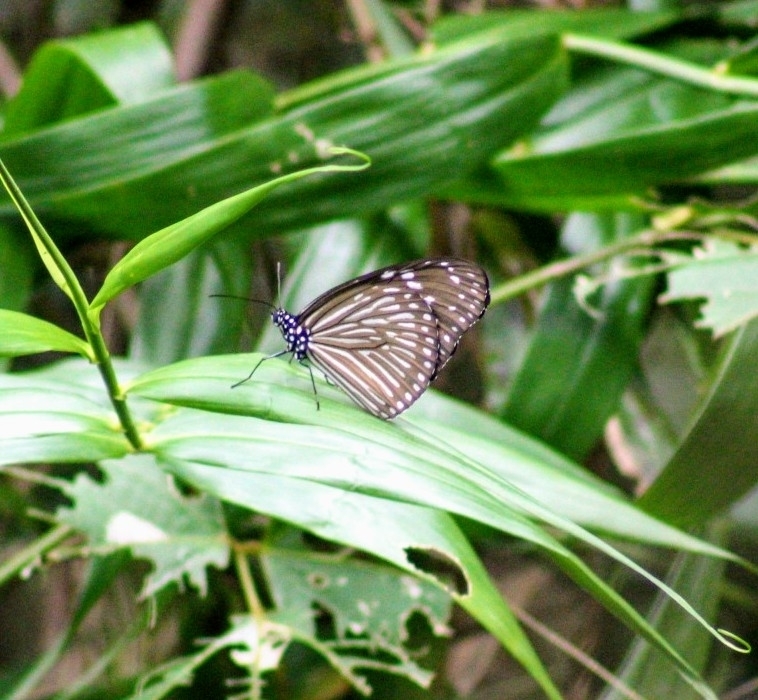 Striped Blue Crow Butterfly from Yara Castle Park on November 10, 2021 ...