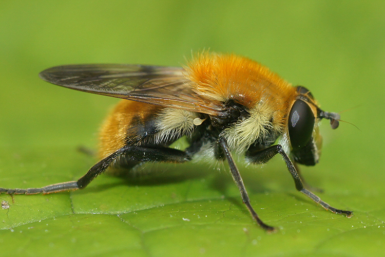 Buff-tailed Bear Hoverfly from Miseriebocht on May 18, 2012 at 11:52 PM ...