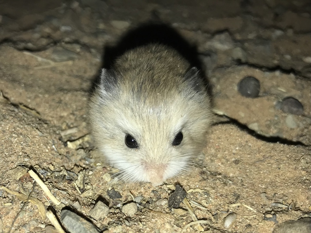 Desert Hamster from Dornogovi, MN on May 16, 2018 at 11:21 PM by Juugee ...