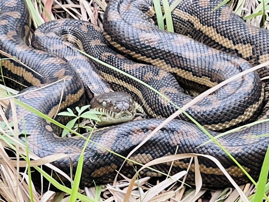 Coastal Carpet Python from Scrubby Creek, Marsden, QLD, AU on November ...