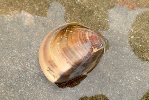 Asian Hard Clam (Meretrix meretrix) · iNaturalist