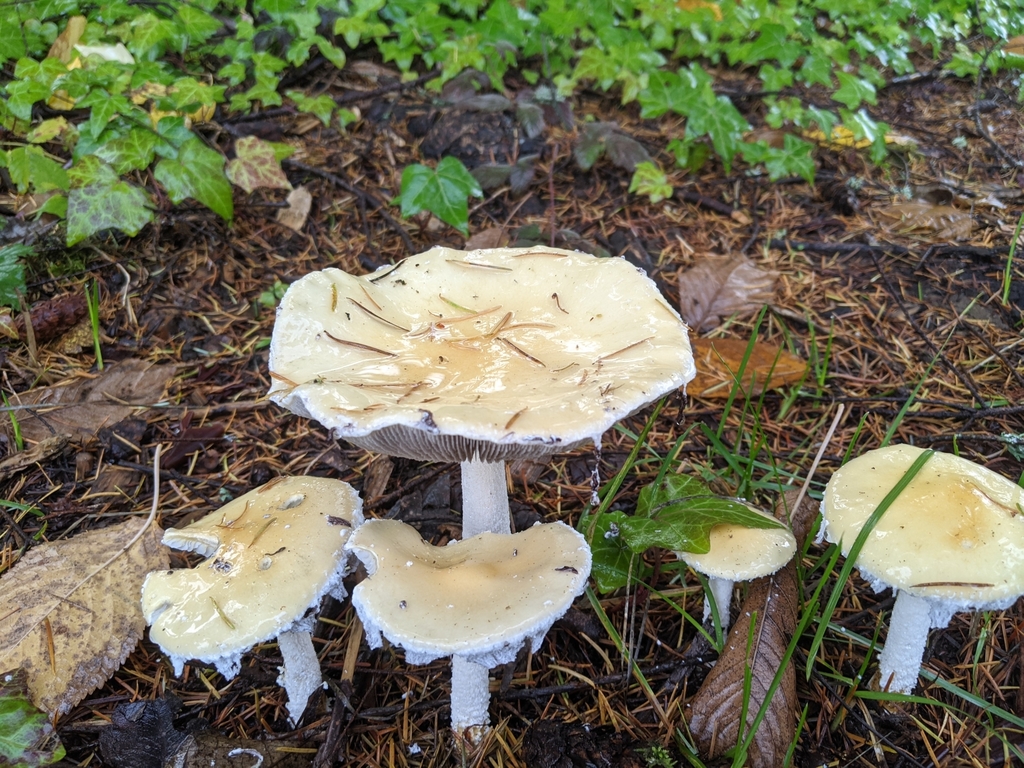 Questionable Stropharia from Mill Bay, BC V0R 2P3, Canada on November ...