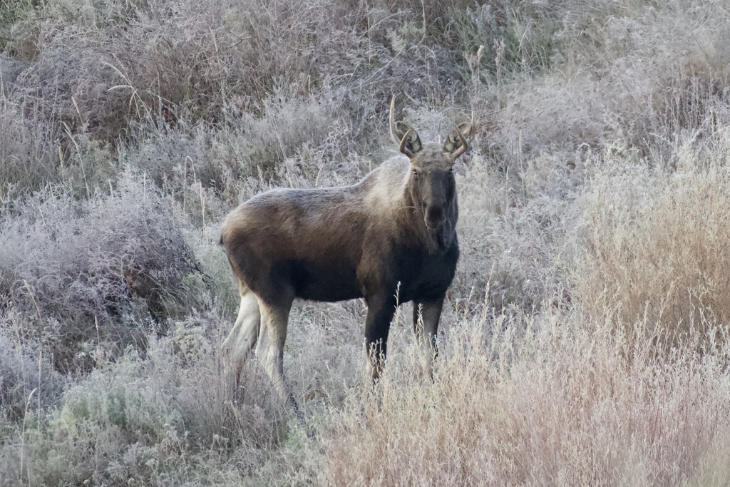 Ussuri Moose from Dornod, MN on October 04, 2021 at 07:09 AM by Juugee ...