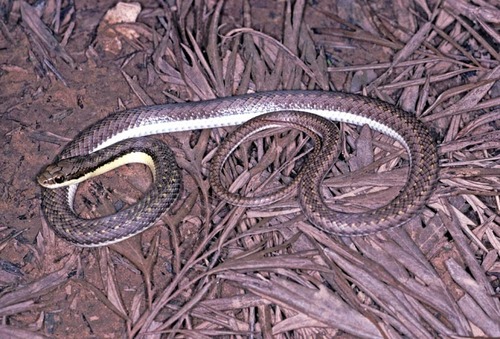 Arrow Ground Snake (Liophis sagittifer) · iNaturalist.org